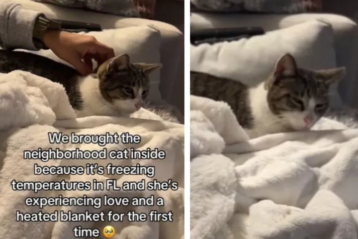 Stray cat rescued from freezing cold – and her reaction has TikTok in ...