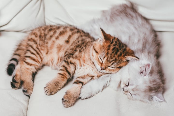 Schlafposition einer Katze: Häufige Positionen und ihre Bedeutung