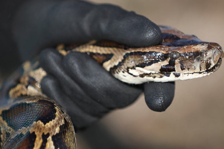 Record-breaking python spotted in Florida Everglades