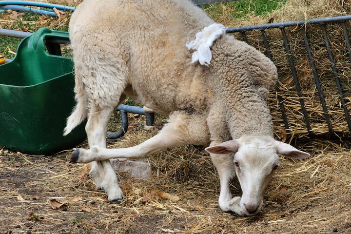 Sachsen-Schaf Dolly: Lämmchen kam mit sechs Beinen zur Welt! So geht es ...