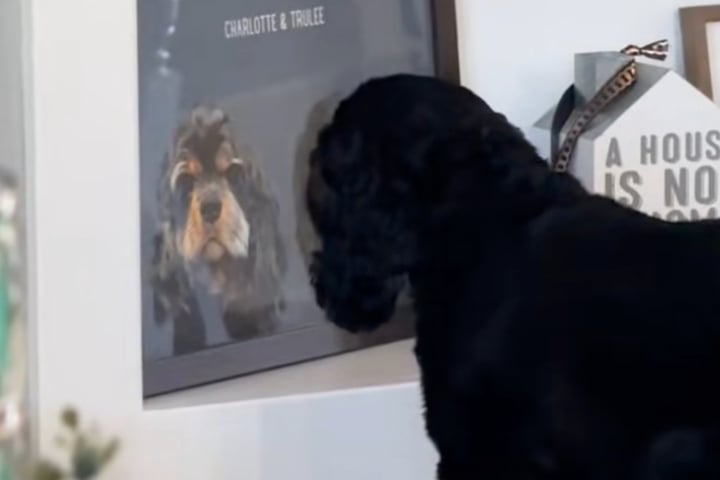 Dog emotionally mourns for recently dead sibling in bittersweet viral clip