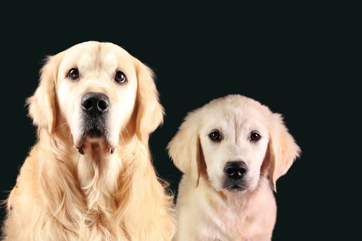 Erstaunlich Wann Sind Hunde Lufig Ebenbild