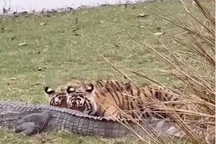 Gnadenlose Jäger: Hungrige Tiger fressen Krokodil einfach auf