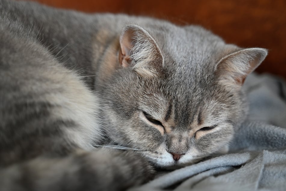 Hombre tortura a sus gatos en videos de TikTok: ahora enfrenta ...