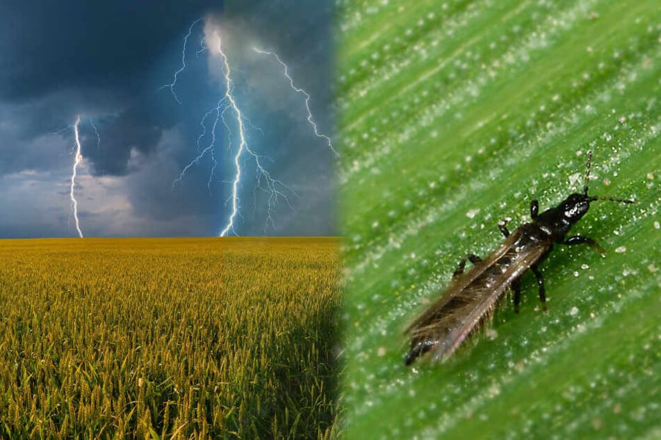 Warum landen bei schwüler Luft Millionen Gewittertierchen auf uns? | TAG24