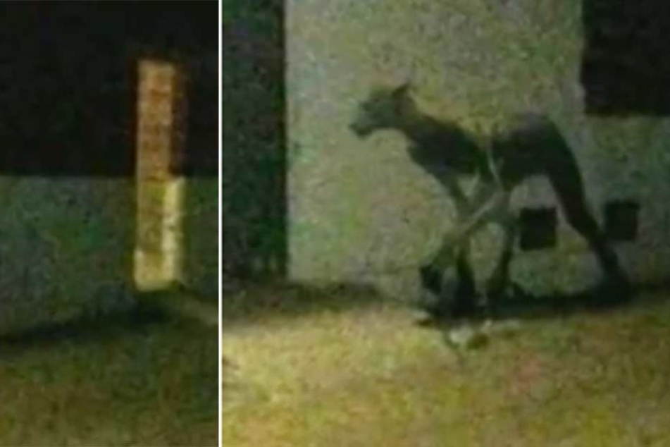 Halb Mensch, halb Wolf: Mysteriöse Kreatur aufgetaucht | TAG24