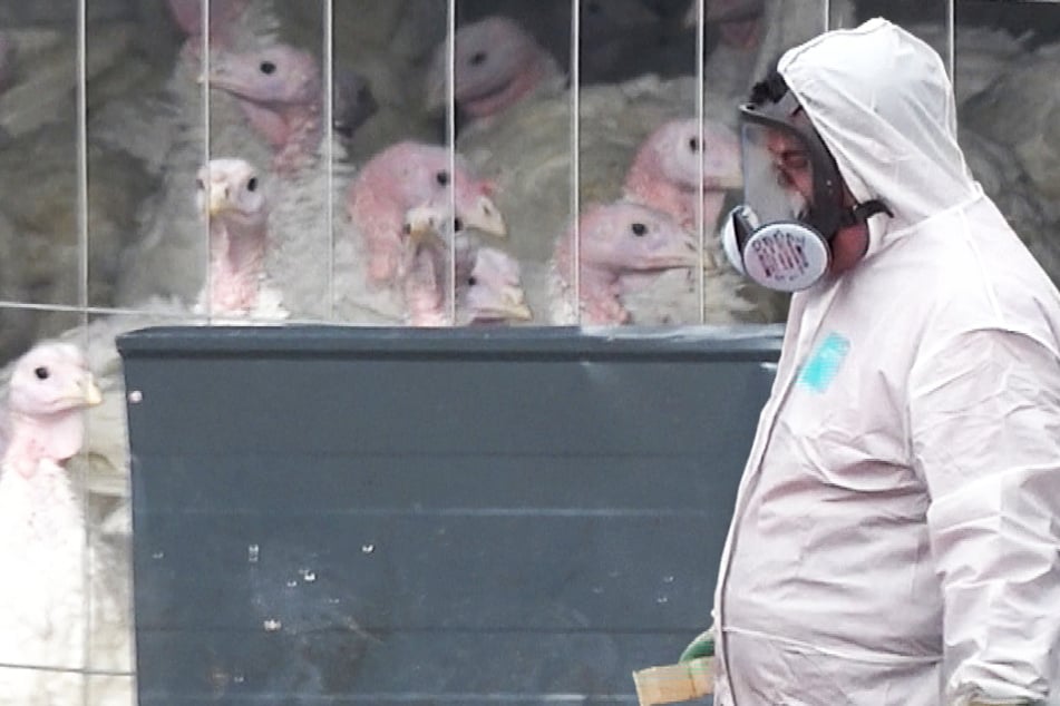 Vogelgrippe News: Aktuelle Nachrichten und Informationen | TAG24