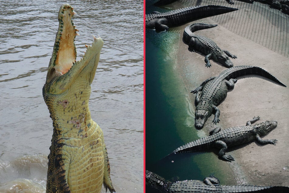 10 Key Differences Between Crocodiles And Alligators, 60% OFF 10 Key Differences Between Crocodiles And Alligators, 60% OFF