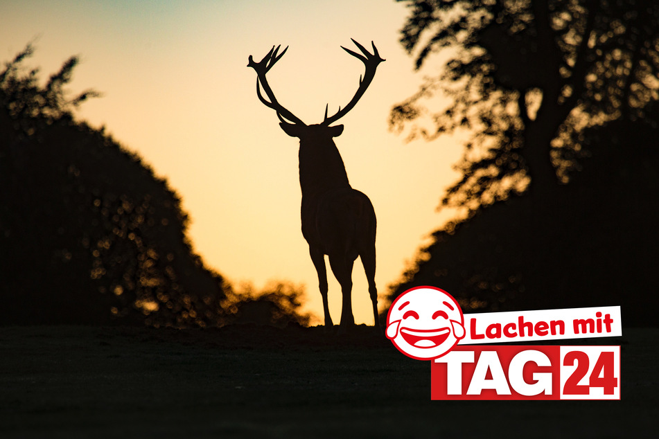 Seite 3 für Witz des Tages: Kostenlose Witze für jeden Tag