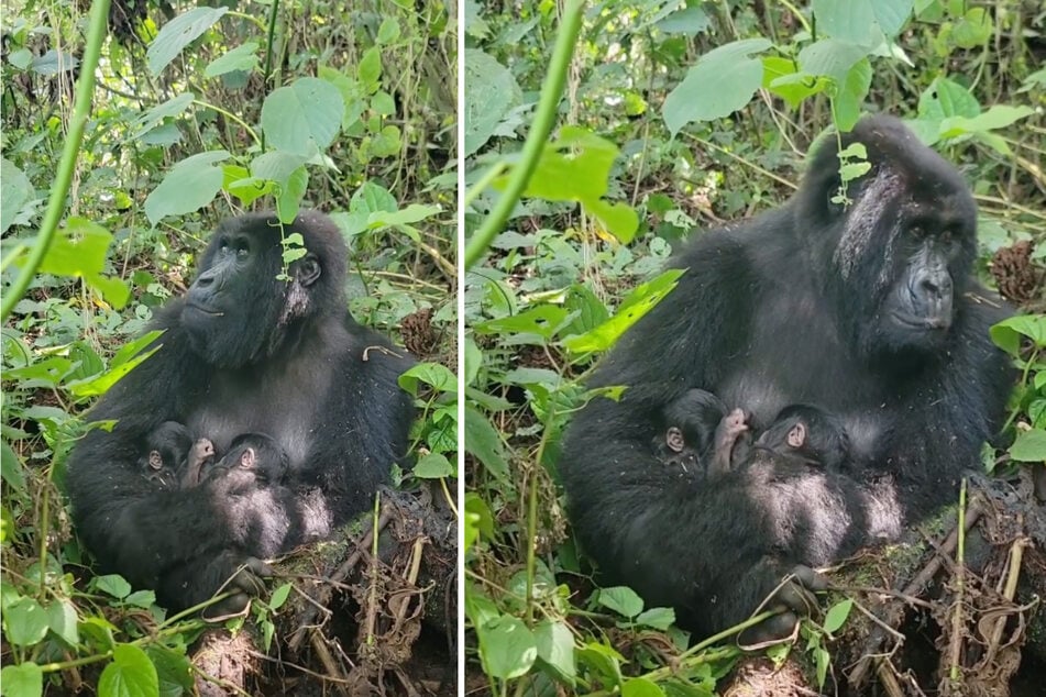Wunder aus der Tierwelt: Seltene Gorilla-Zwillinge zur Welt gekommen