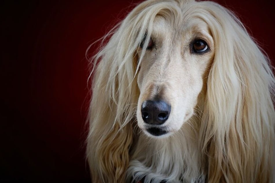 Dumbest Dog Breeds What Is The Stupidest Breed Of Dog Dumbest Dog Breeds What Is The Stupidest Breed Of Dog