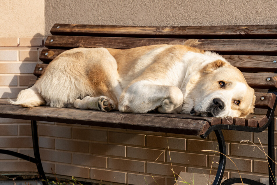 Russland News: Aktuelle Nachrichten, Themen & Infos | TAG24