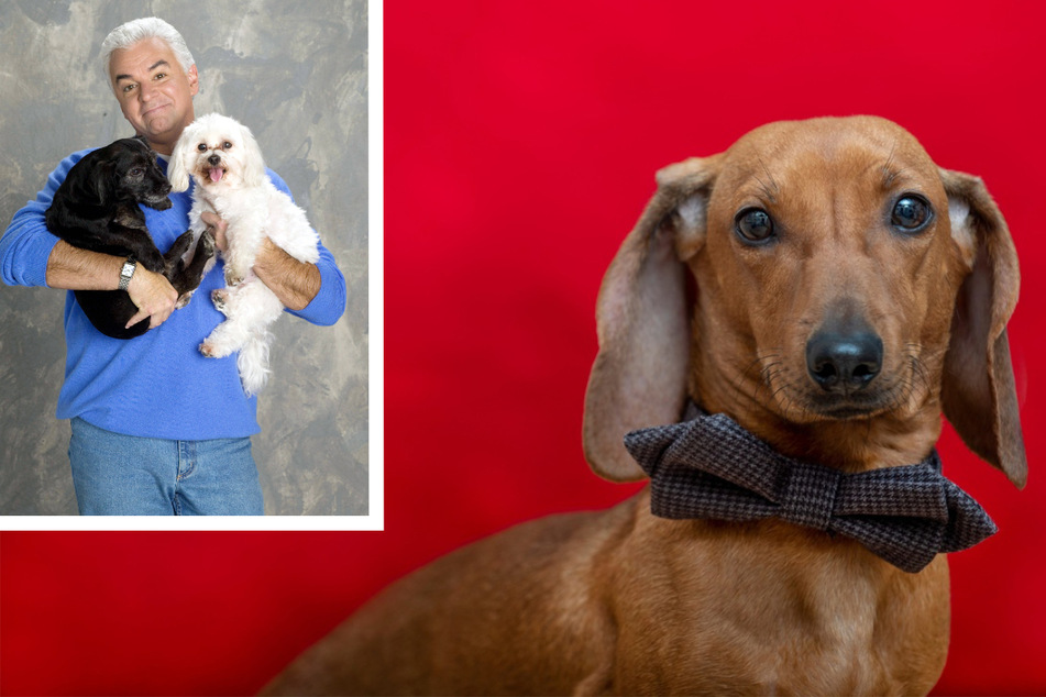National Dog Show What To Know About The Thanksgiving TV Contest And