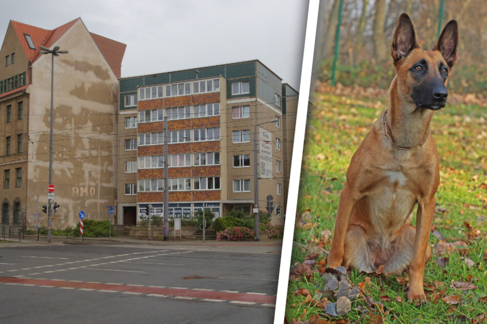 Happy leistet ganze Arbeit: Hund schnappt Dresdner Schmierfinken